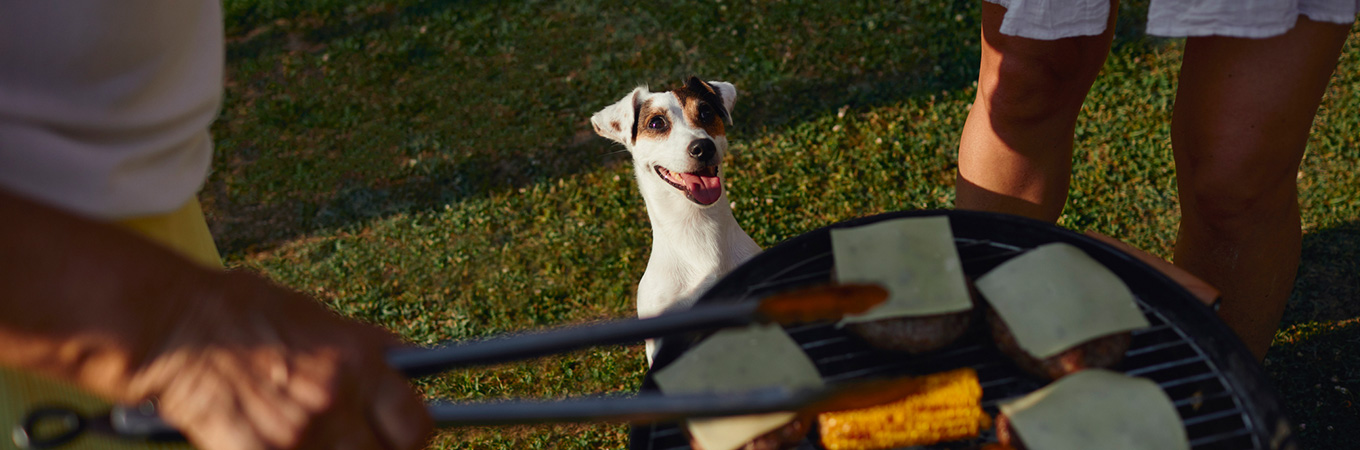 BBQ for Dogs - Can Dogs Eat BBQ? | Merrick Pet Care