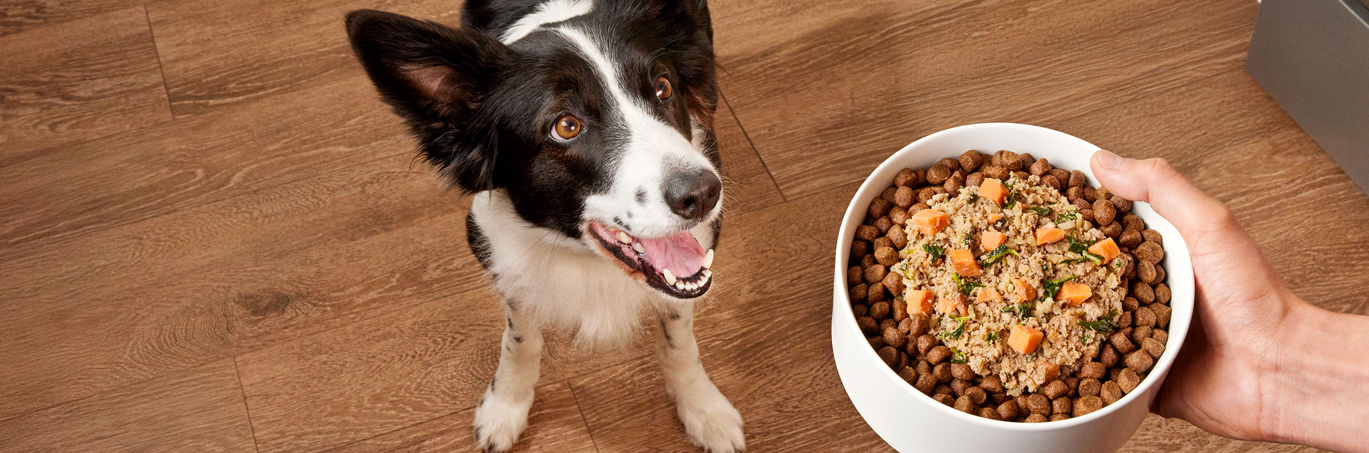 Fresh Dog Food: Benefits and Feeding Guide | Merrick